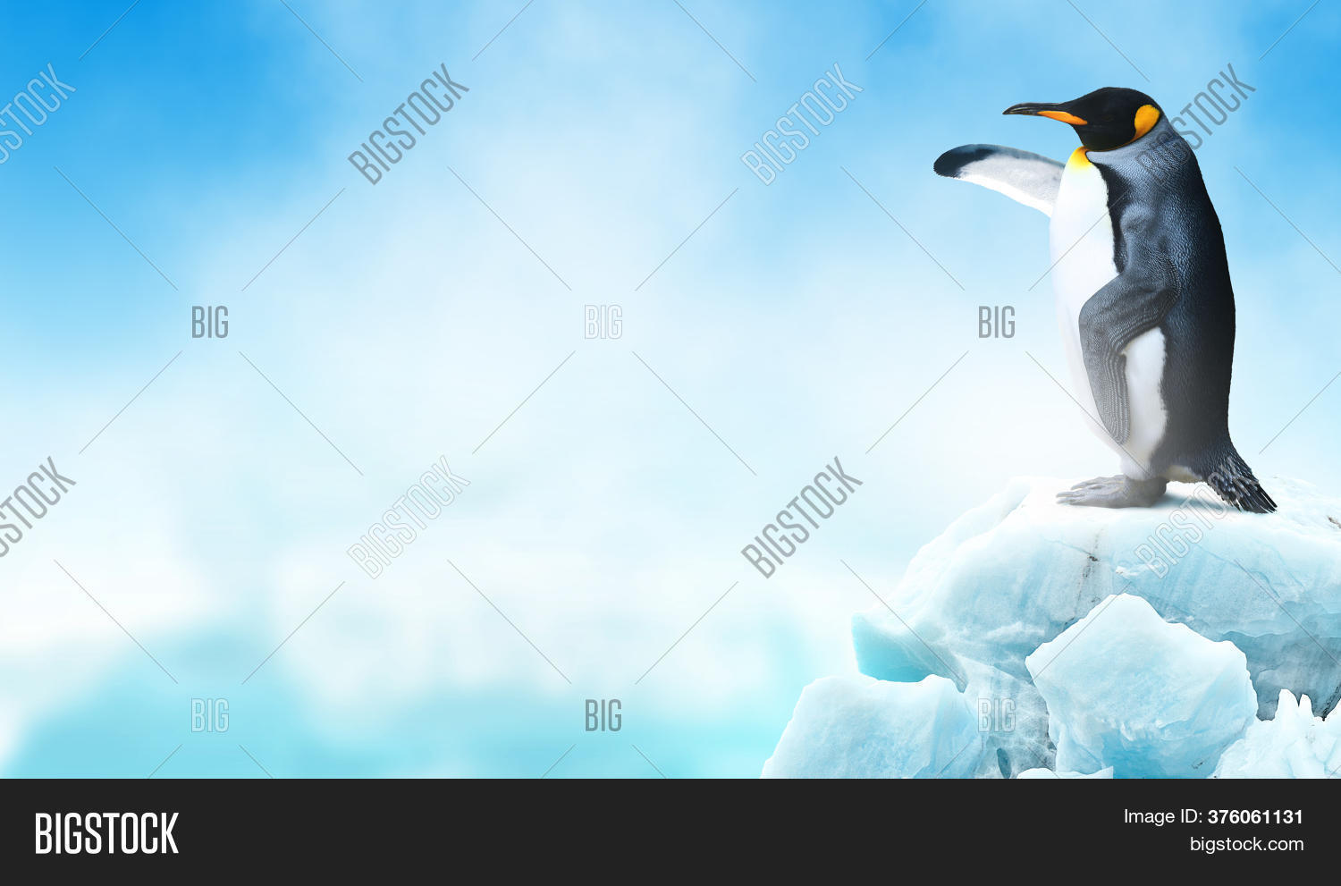 King Penguin Iceberg Image & Photo (Free Trial) | Bigstock
