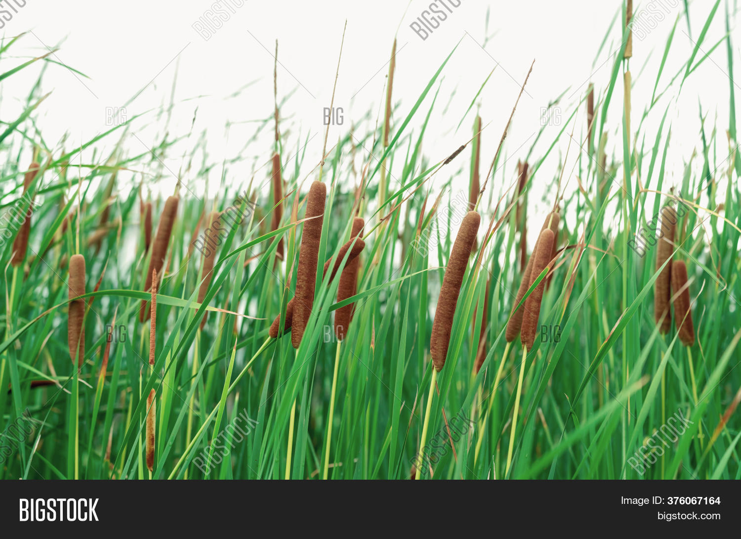 Typha Angustifolia Image & Photo (Free Trial) | Bigstock