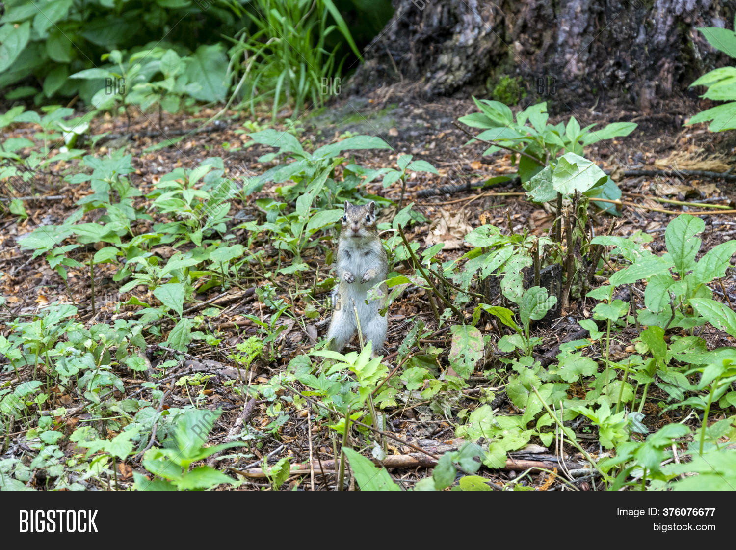 Chipmunk Park, Looking Image & Photo (Free Trial) | Bigstock