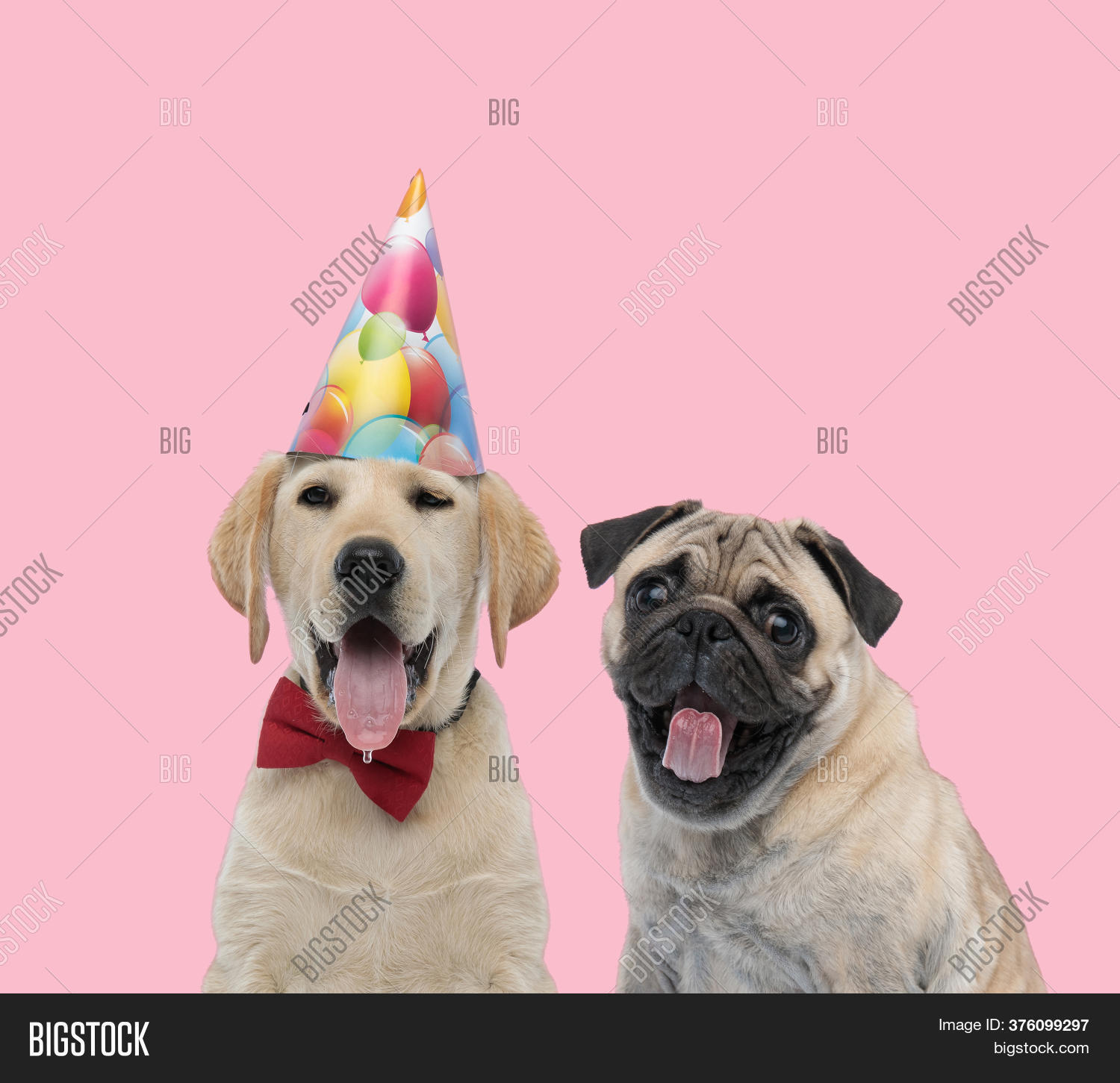 Team Two Happy Dogs, Image & Photo (Free Trial) | Bigstock