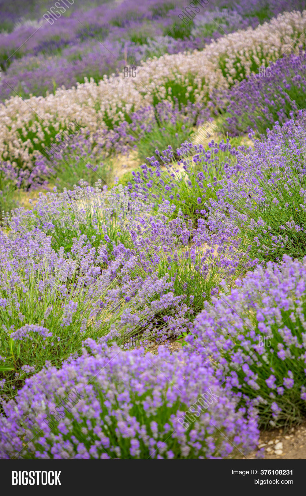 Lavender Flower Image & Photo (Free Trial) | Bigstock