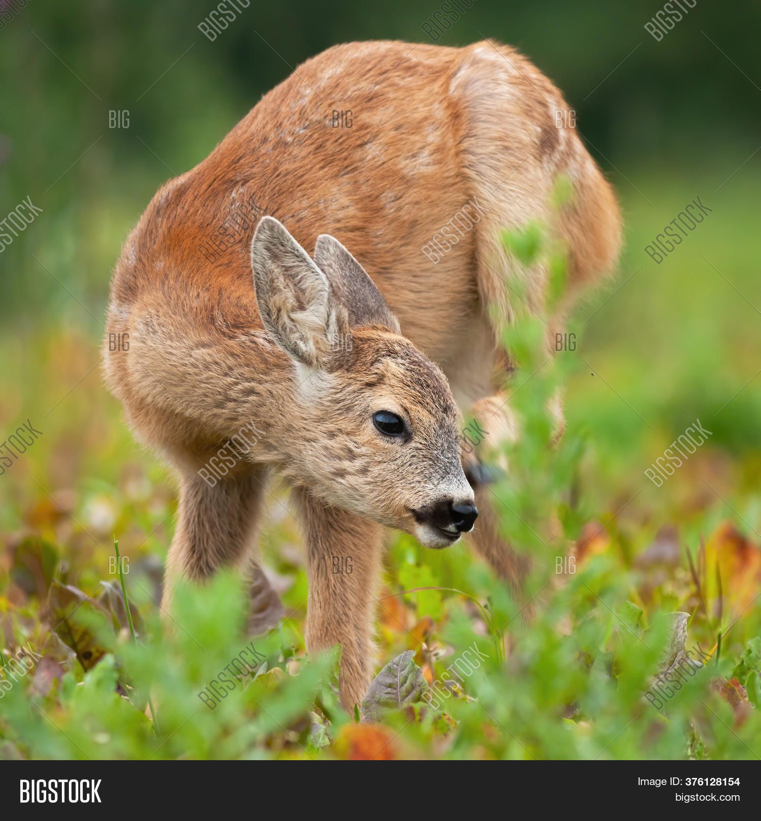 Young Roe Deer Fawn Image & Photo (Free Trial) | Bigstock