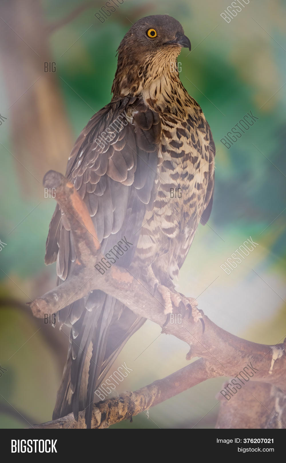 Common Buzzard Bird Image & Photo (Free Trial) | Bigstock