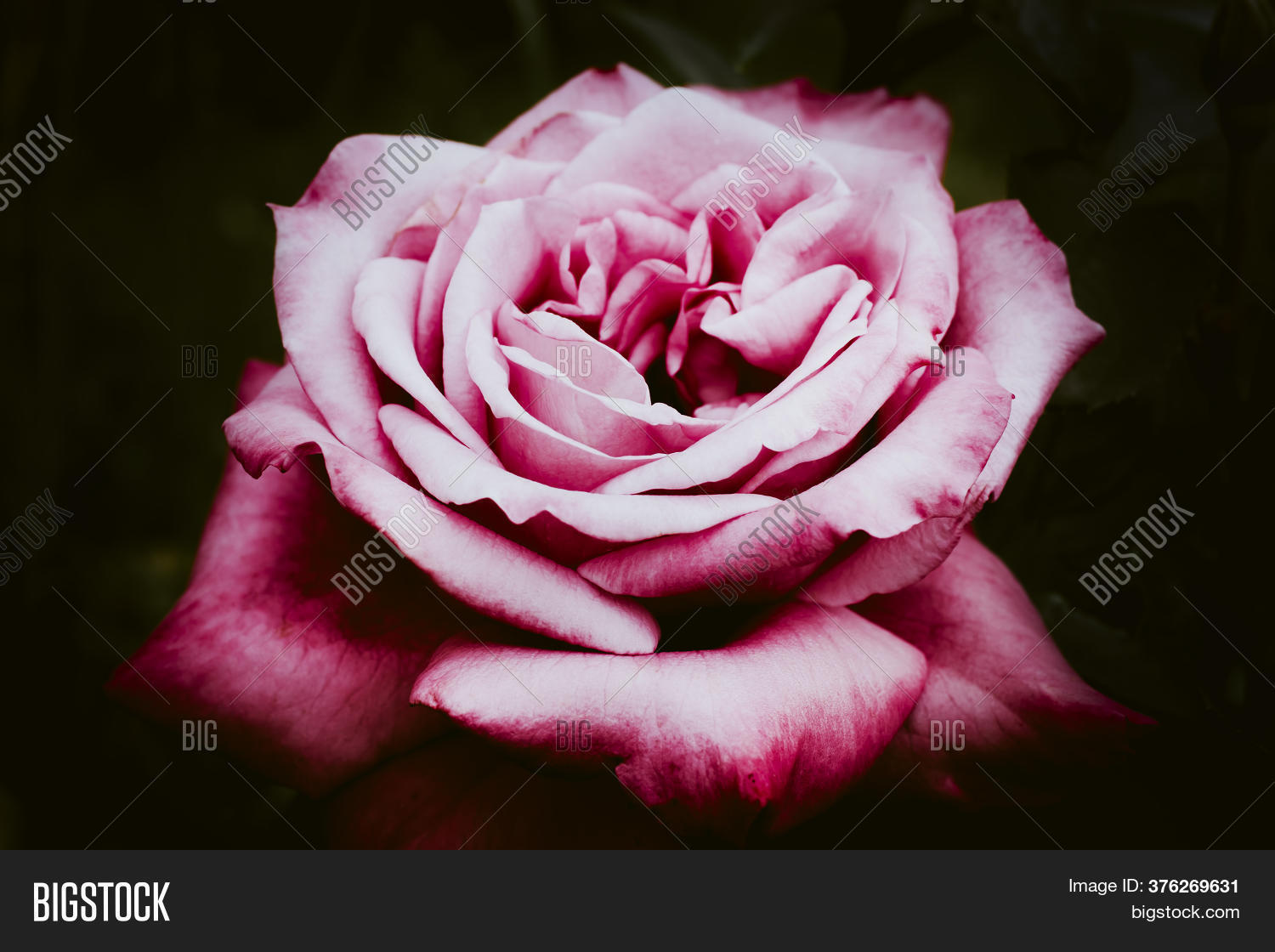 Macro Shot Rose Flower Image & Photo (Free Trial) | Bigstock