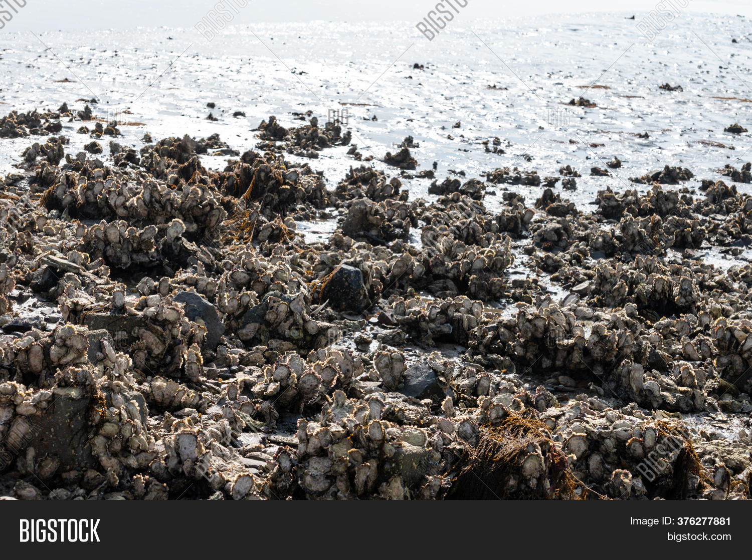 Harvesting Wild Image & Photo (Free Trial) | Bigstock