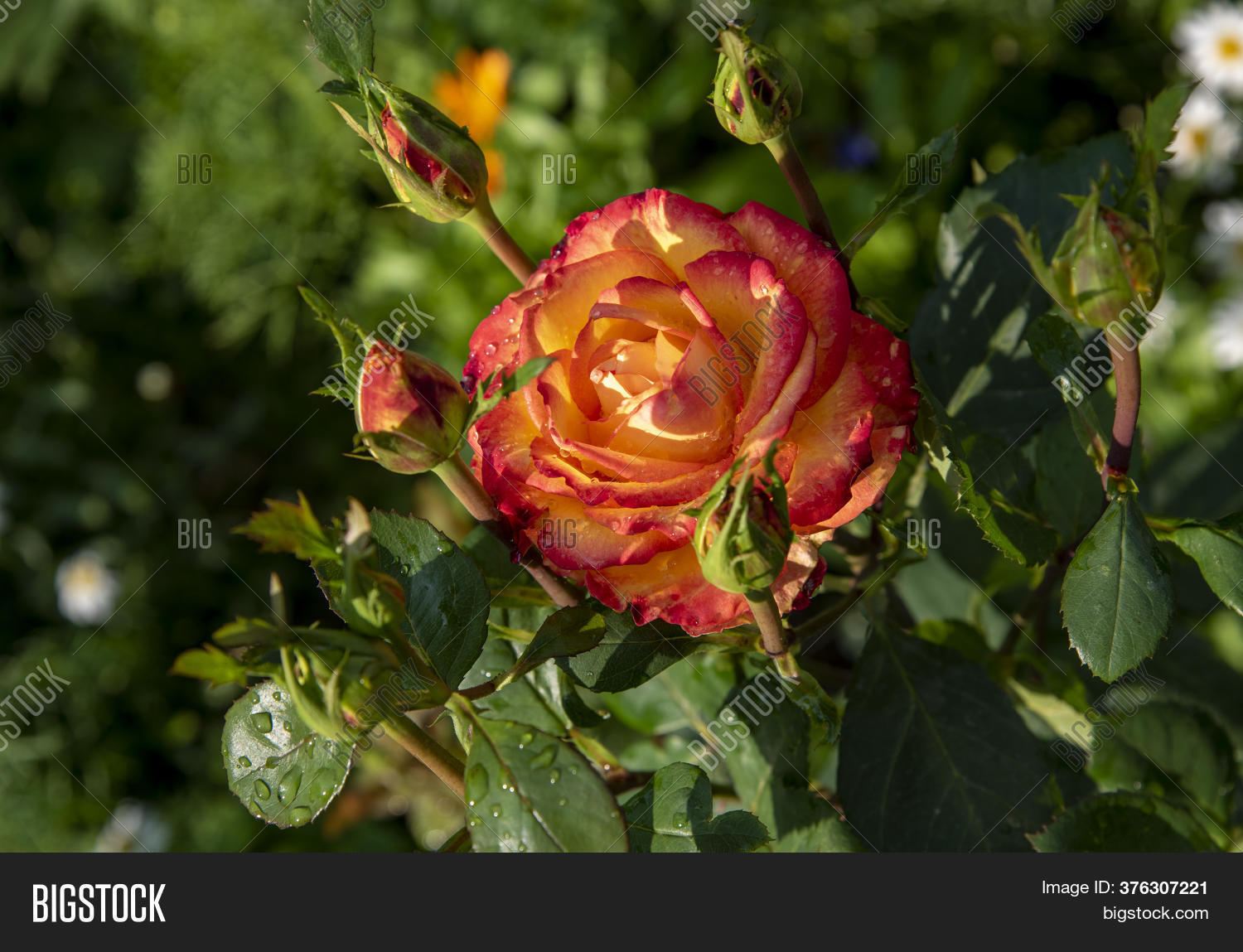 Bright Orange Rose Image & Photo (Free Trial) | Bigstock