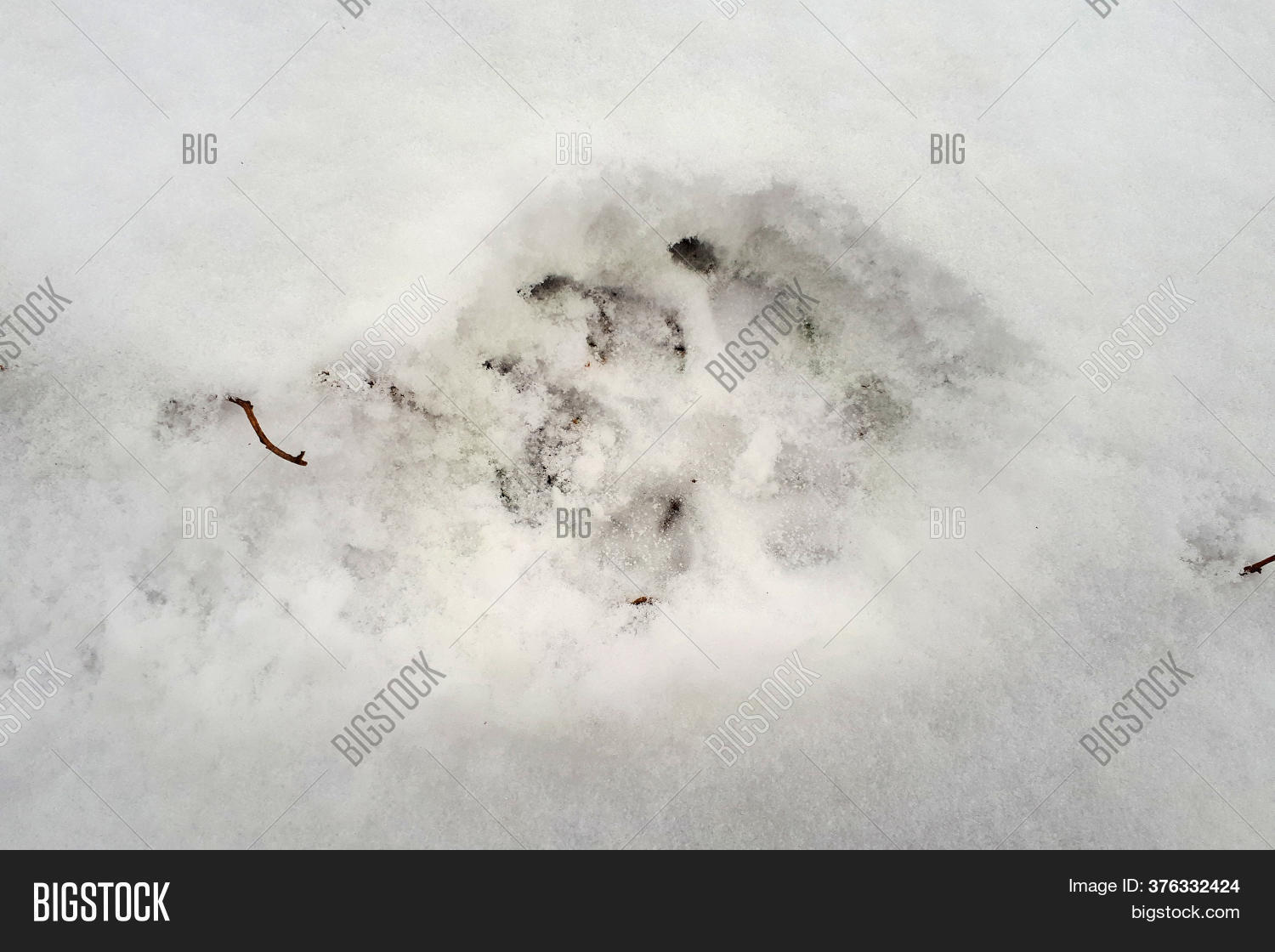 Predator Tracks On Image & Photo (Free Trial) | Bigstock