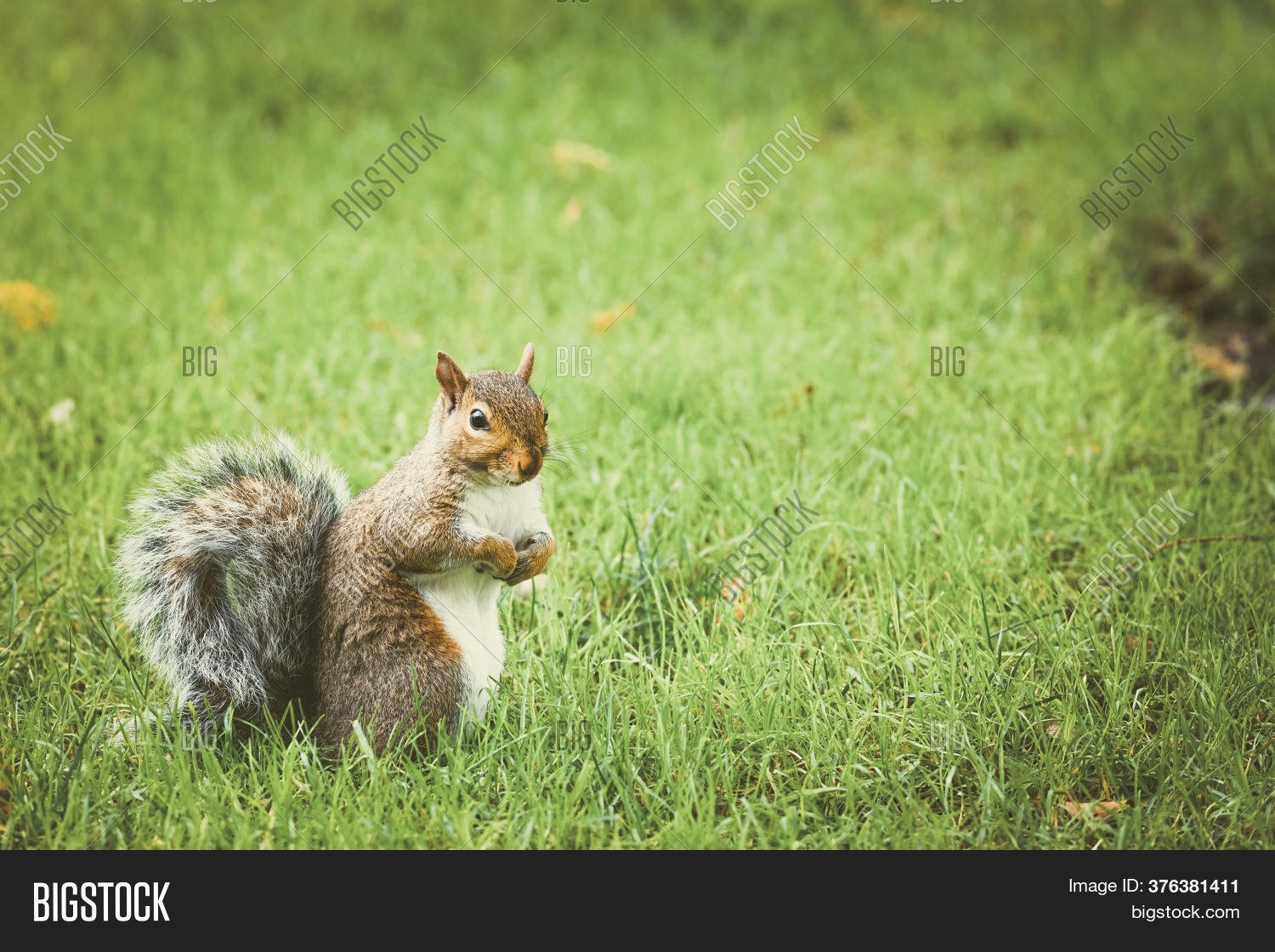 Squirrel Walking On Image & Photo (Free Trial) | Bigstock