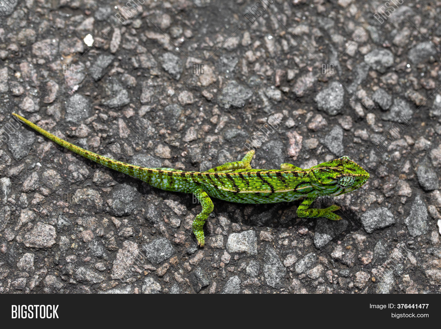 Close Green Chameleon Image & Photo (Free Trial) | Bigstock