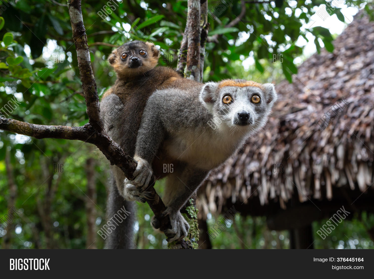 Crown Lemur On Tree Image & Photo (Free Trial) | Bigstock