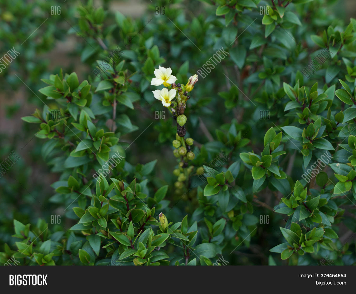 Yellow Myrtle Flowers Image & Photo (Free Trial) | Bigstock