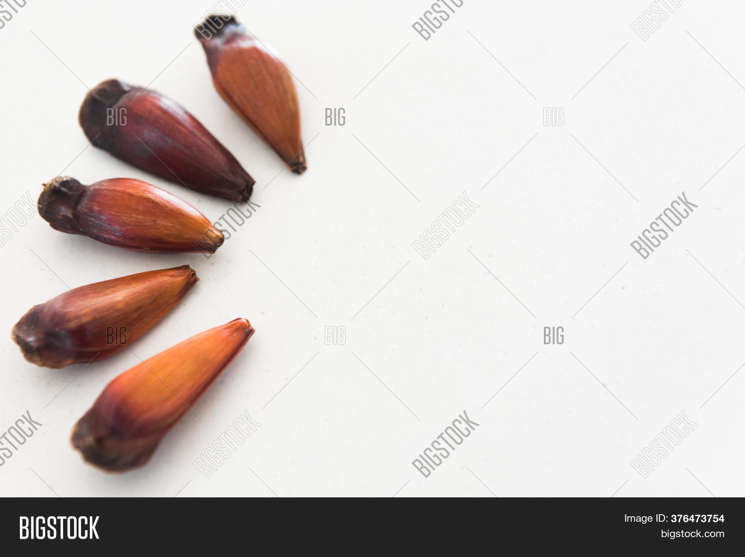 Pinhao - Pinion Fruit Image & Photo (Free Trial) | Bigstock