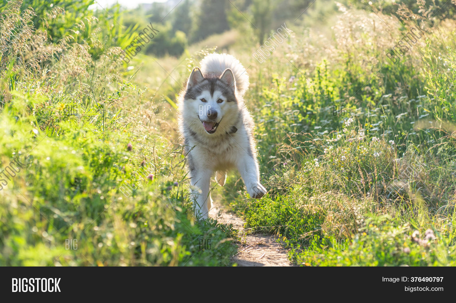 Funny Dog Running Image & Photo (Free Trial) | Bigstock