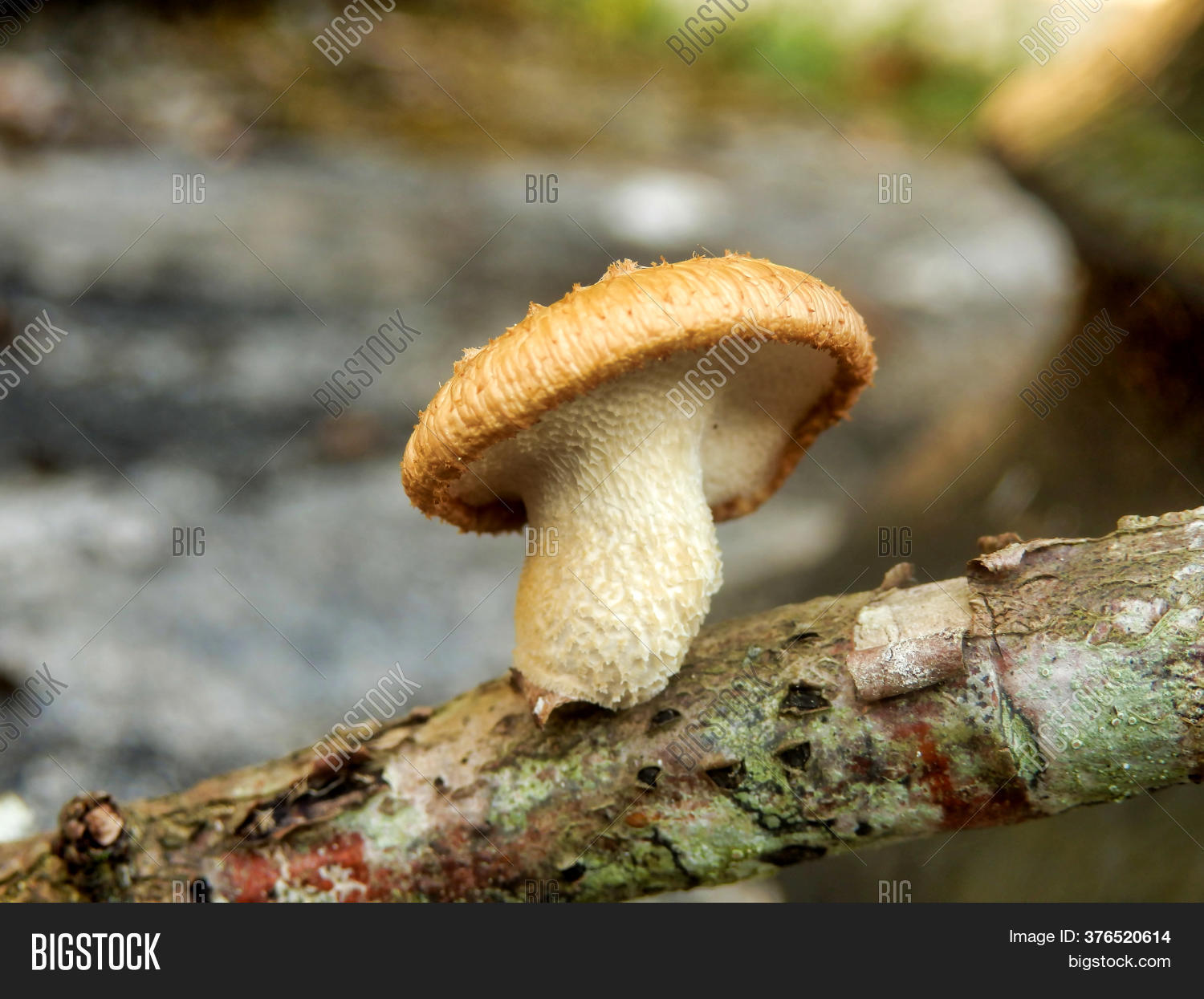 Fringed Polypore Image & Photo (Free Trial) | Bigstock