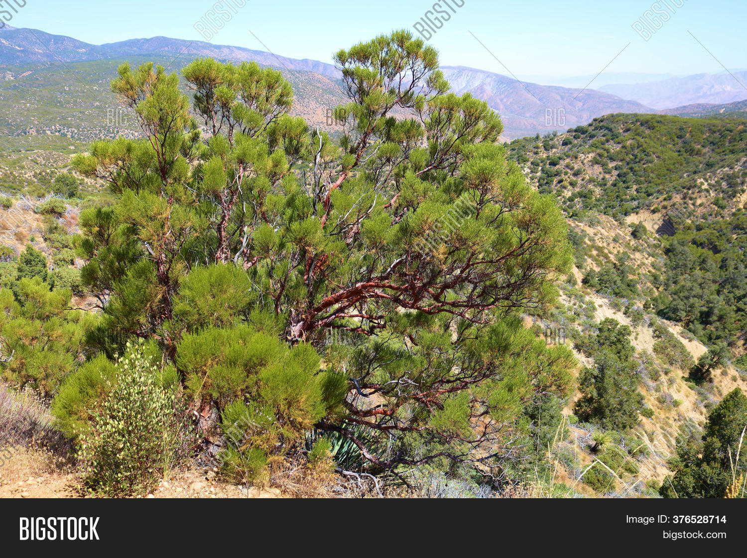 Lush Chaparral Plants Image & Photo (Free Trial) | Bigstock