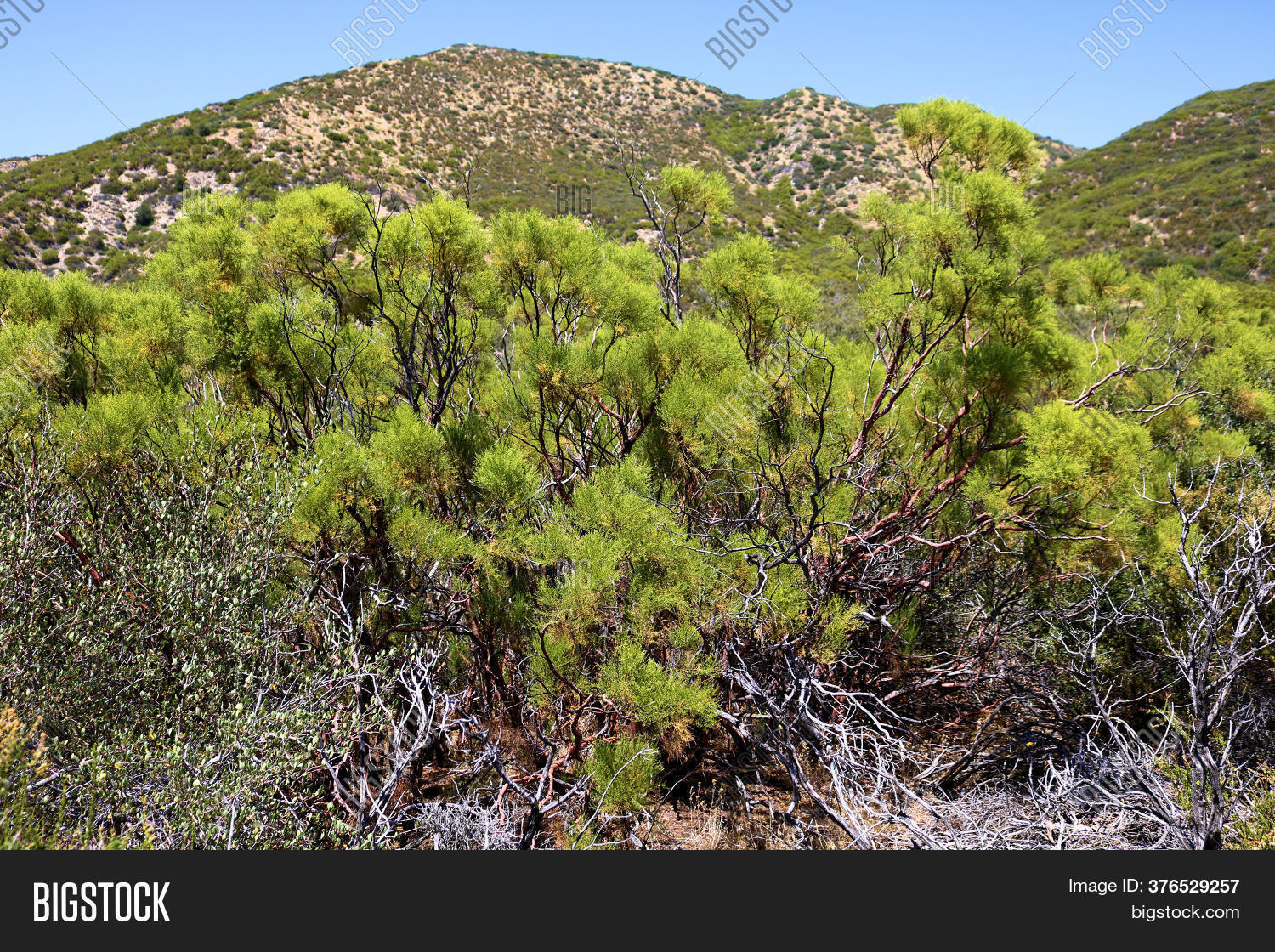 Lush Green Chaparral Image & Photo (Free Trial) | Bigstock