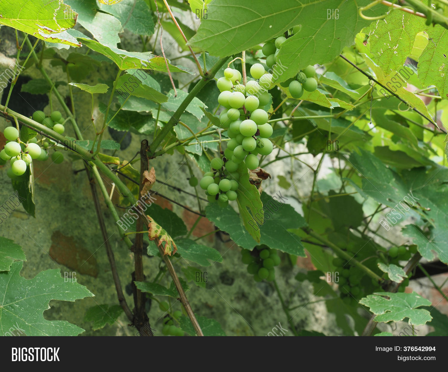 Grapevine Plant (vitis Image & Photo (Free Trial) | Bigstock