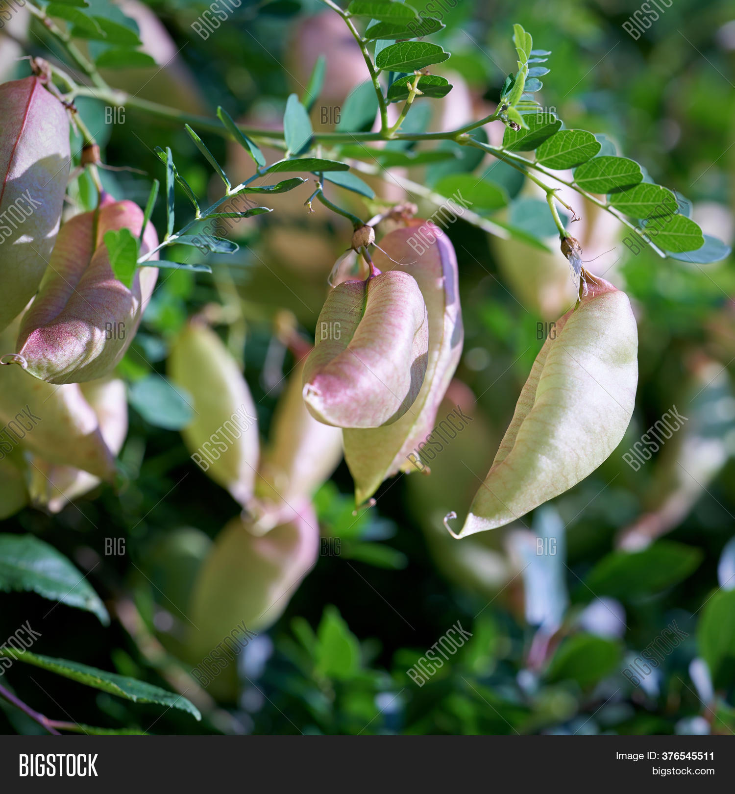 Fruits Bladder Senna ( Image & Photo (Free Trial) | Bigstock