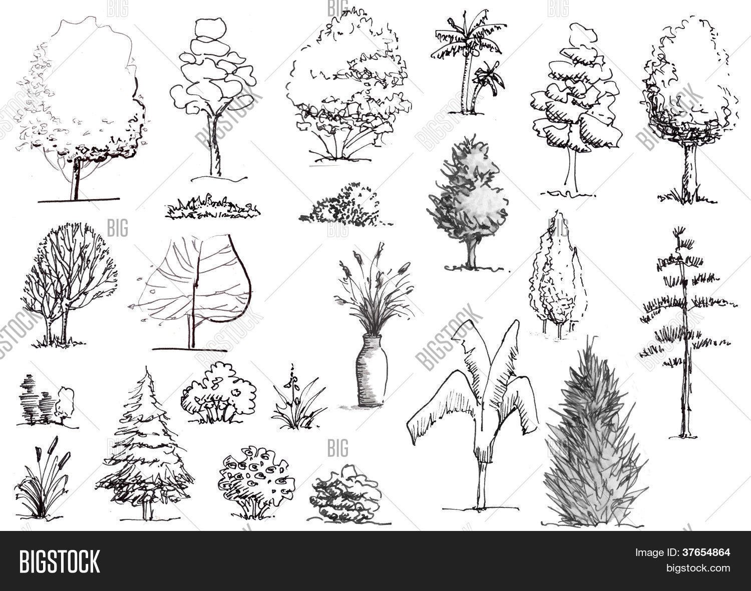 Hand Drawn Trees Image & Photo (Free Trial) | Bigstock