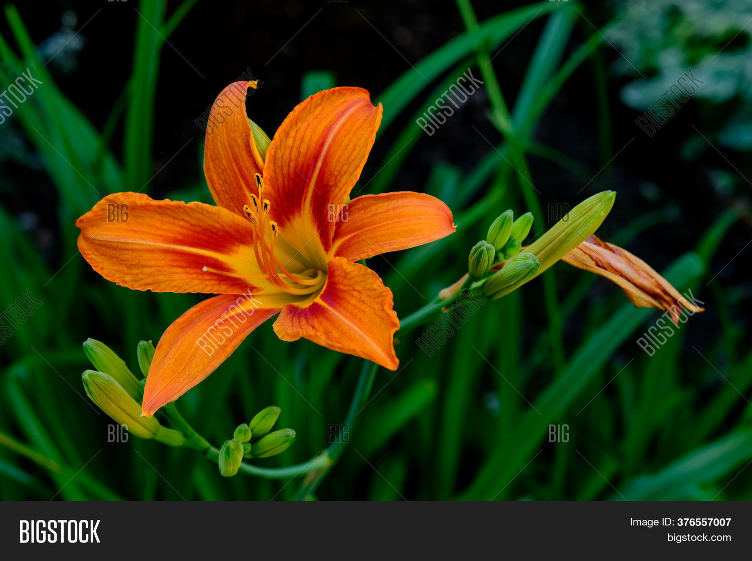 Beautiful Bud Orange Image & Photo (Free Trial) | Bigstock
