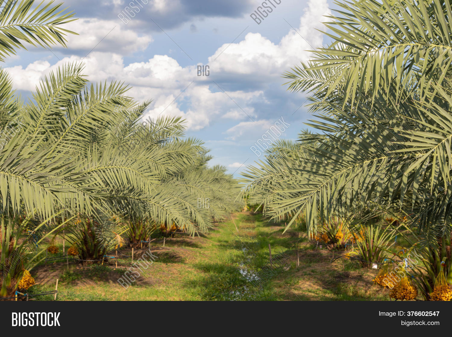 Bunch Palm Fruit Image & Photo (Free Trial) | Bigstock