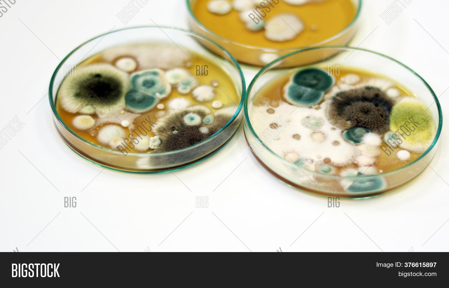 Colonies Yeasts, Molds Image & Photo (Free Trial) | Bigstock