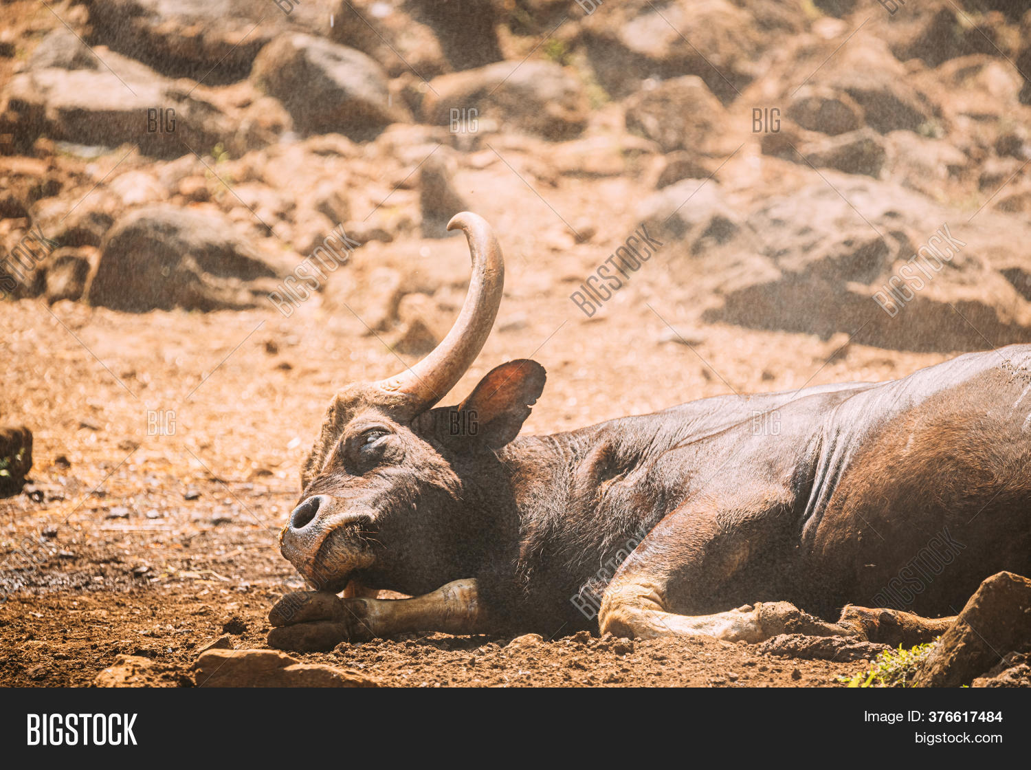 Goa, India. Gaur Bull Image & Photo (Free Trial) | Bigstock