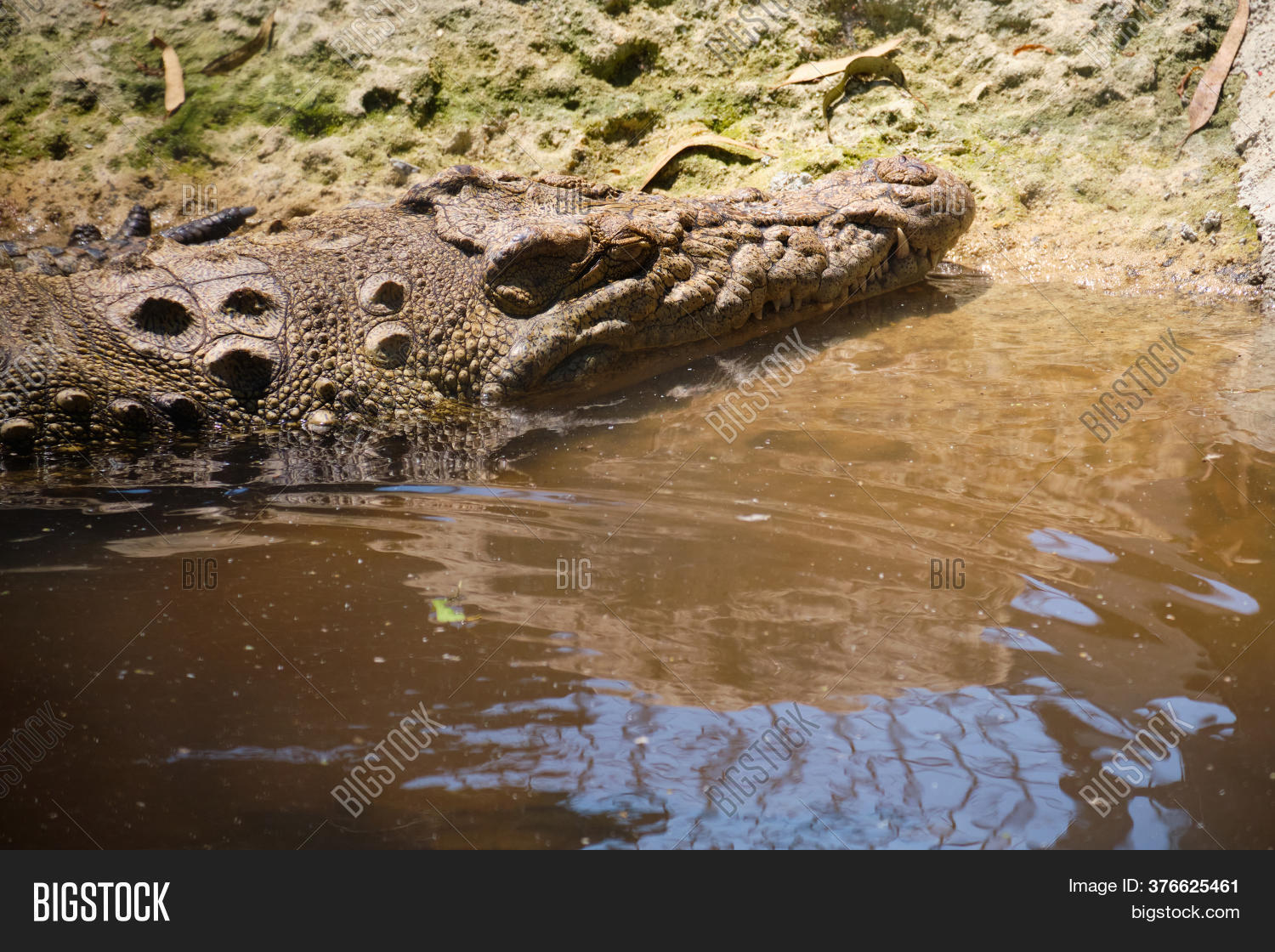 Crocodile Resting Image & Photo (Free Trial) | Bigstock