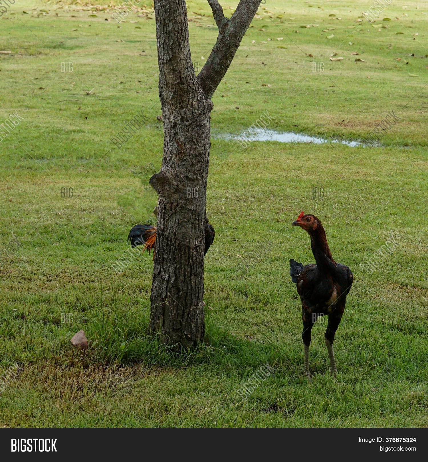 Rooster Hen Playing Image & Photo (Free Trial) | Bigstock