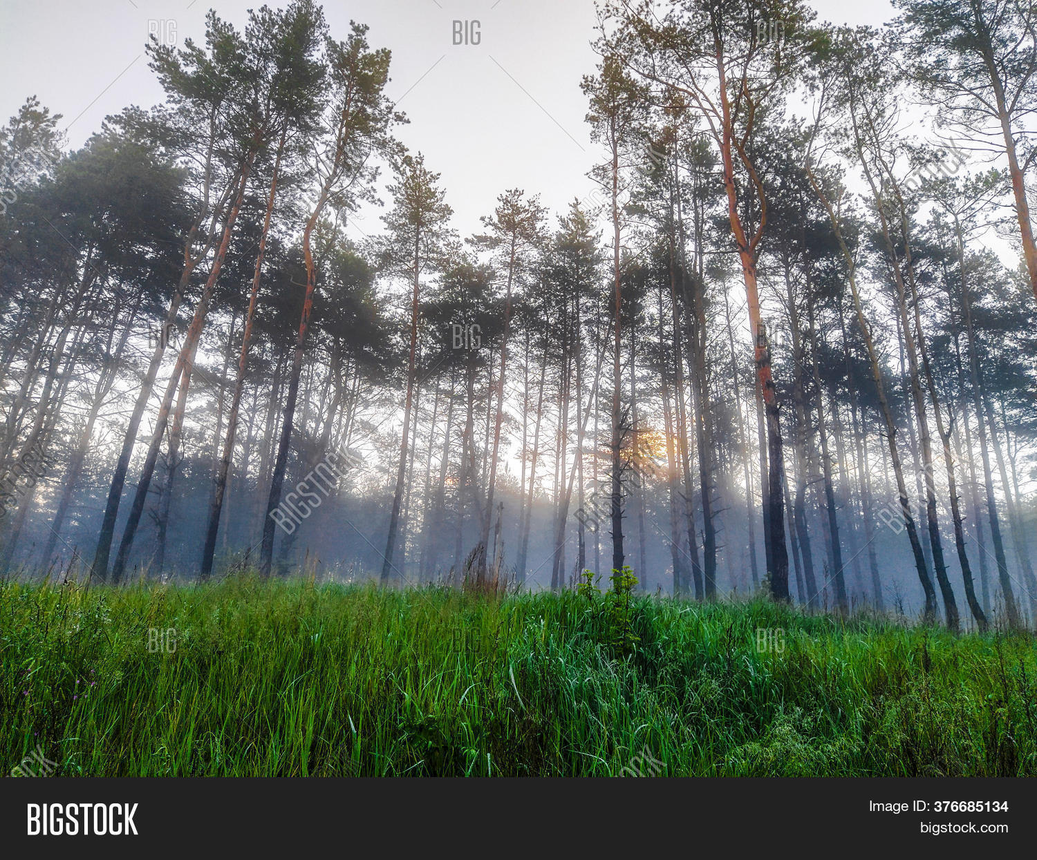 Image Summer Forest Image & Photo (Free Trial) | Bigstock