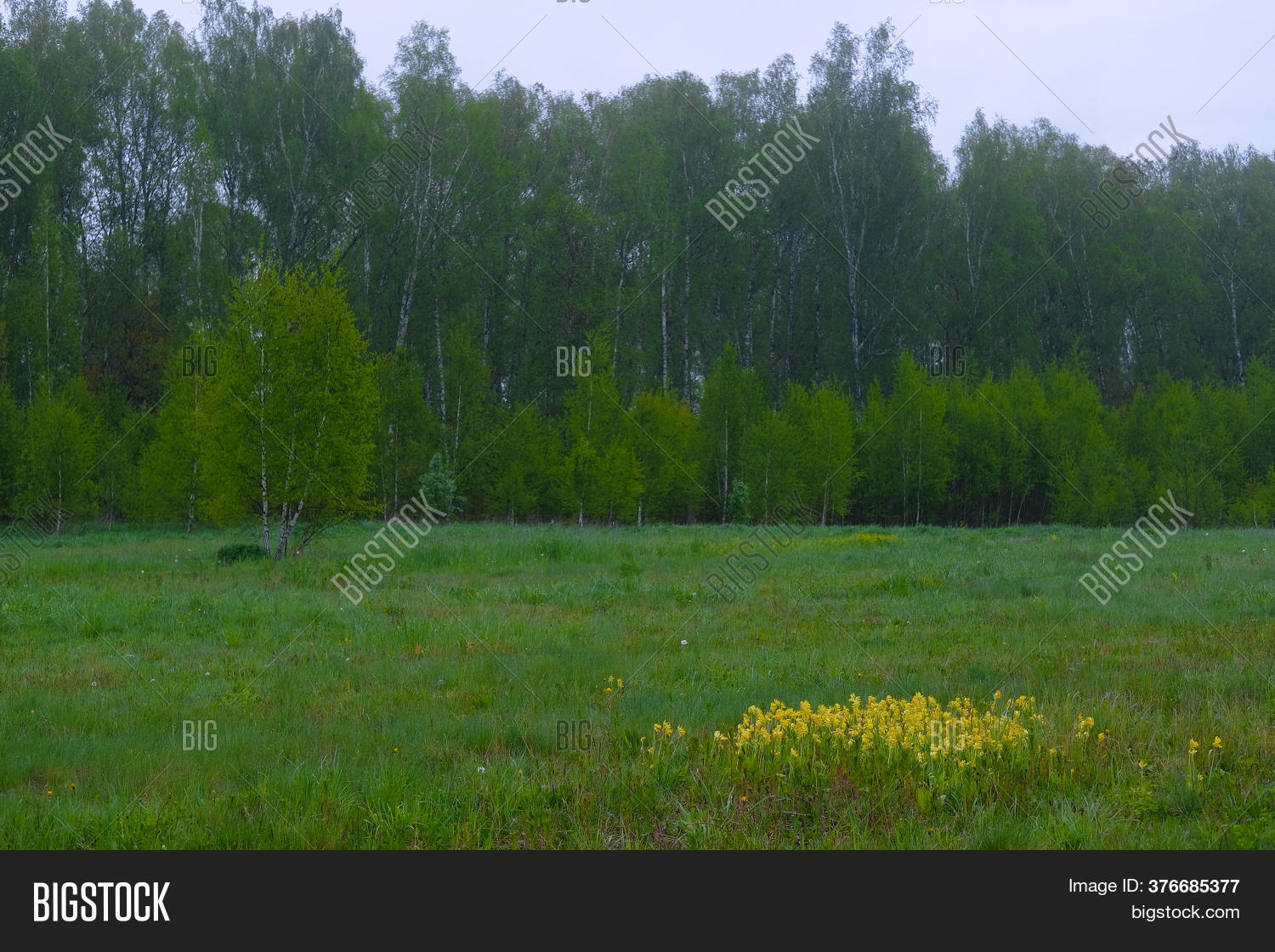 Landscape Field Forest Image & Photo (Free Trial) | Bigstock