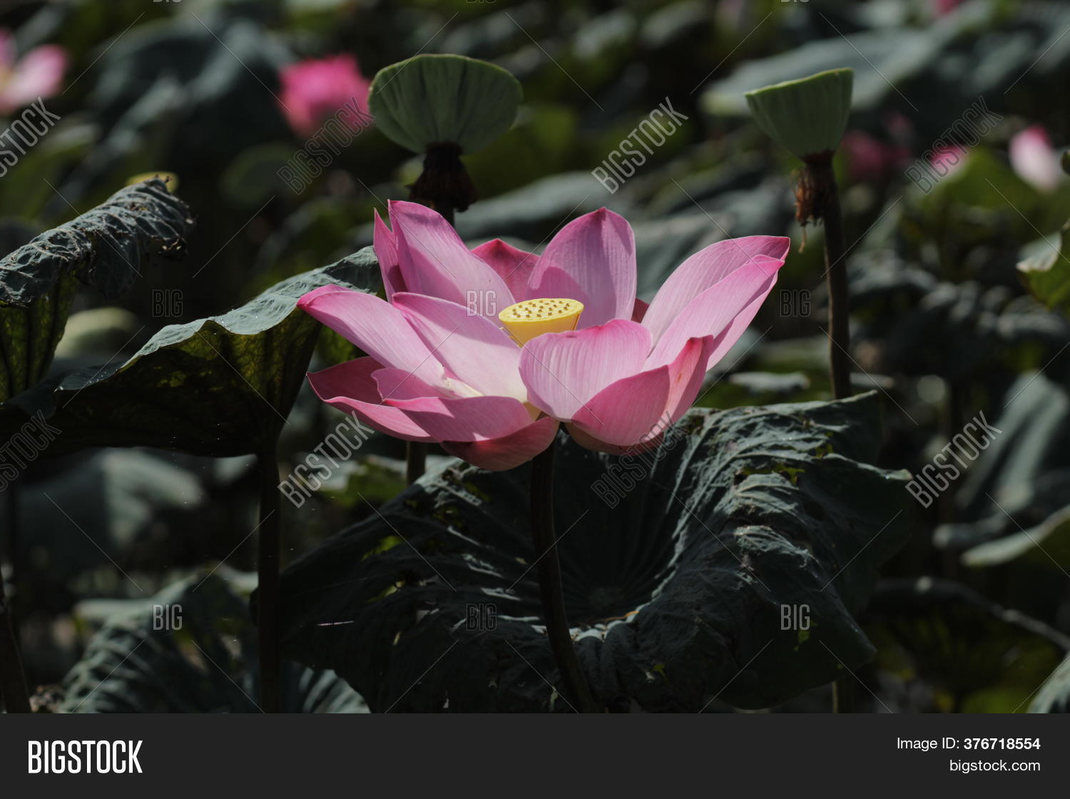 Natural Photos: Lotus Image & Photo (Free Trial) | Bigstock