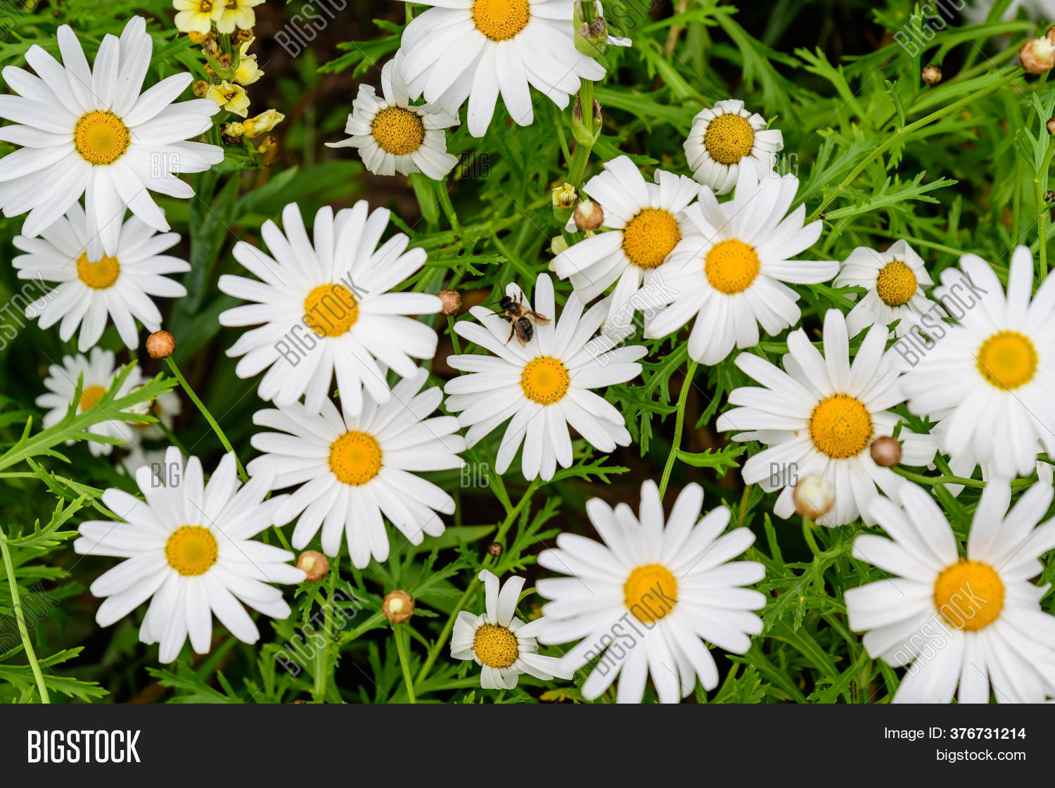 White Leucanthemum Image & Photo (Free Trial) | Bigstock