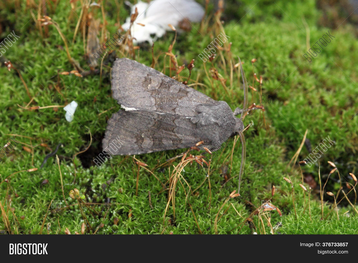 Deep Brown Dart Moth; Image & Photo (Free Trial) | Bigstock