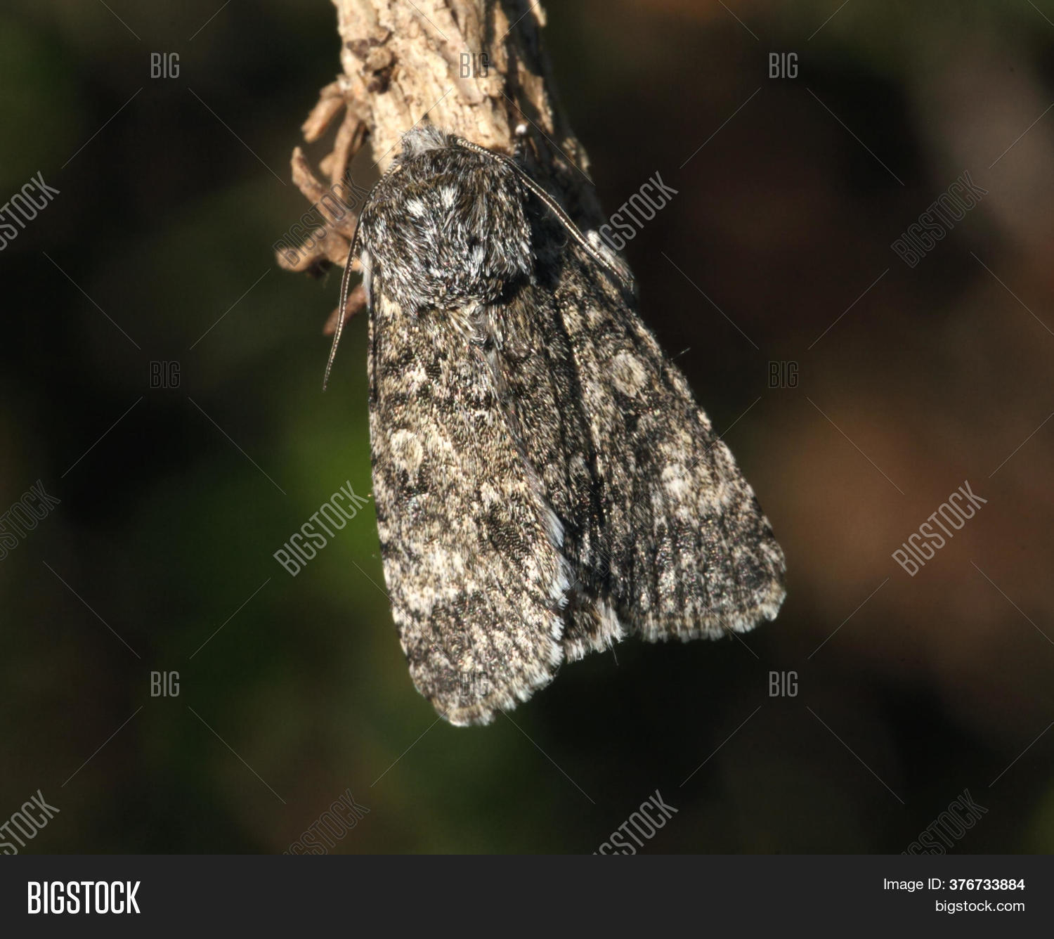 Knot Grass Moth; Light Image & Photo (Free Trial) | Bigstock