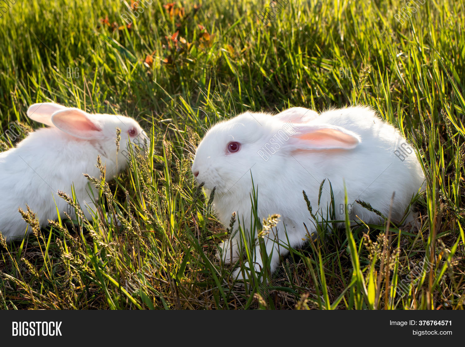 Meat Breed Rabbits. Image & Photo (Free Trial) | Bigstock