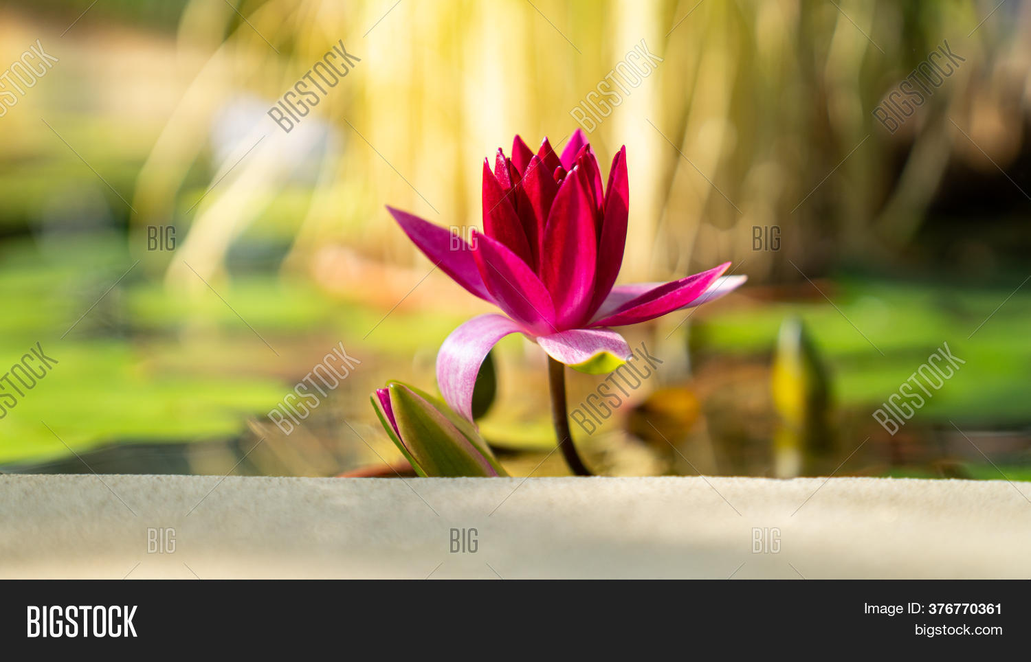 Tropical Aquatic Plant Image & Photo (Free Trial) | Bigstock