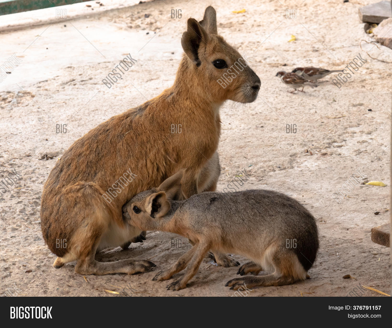 Patagonian Mara Mammal Image & Photo (Free Trial) | Bigstock