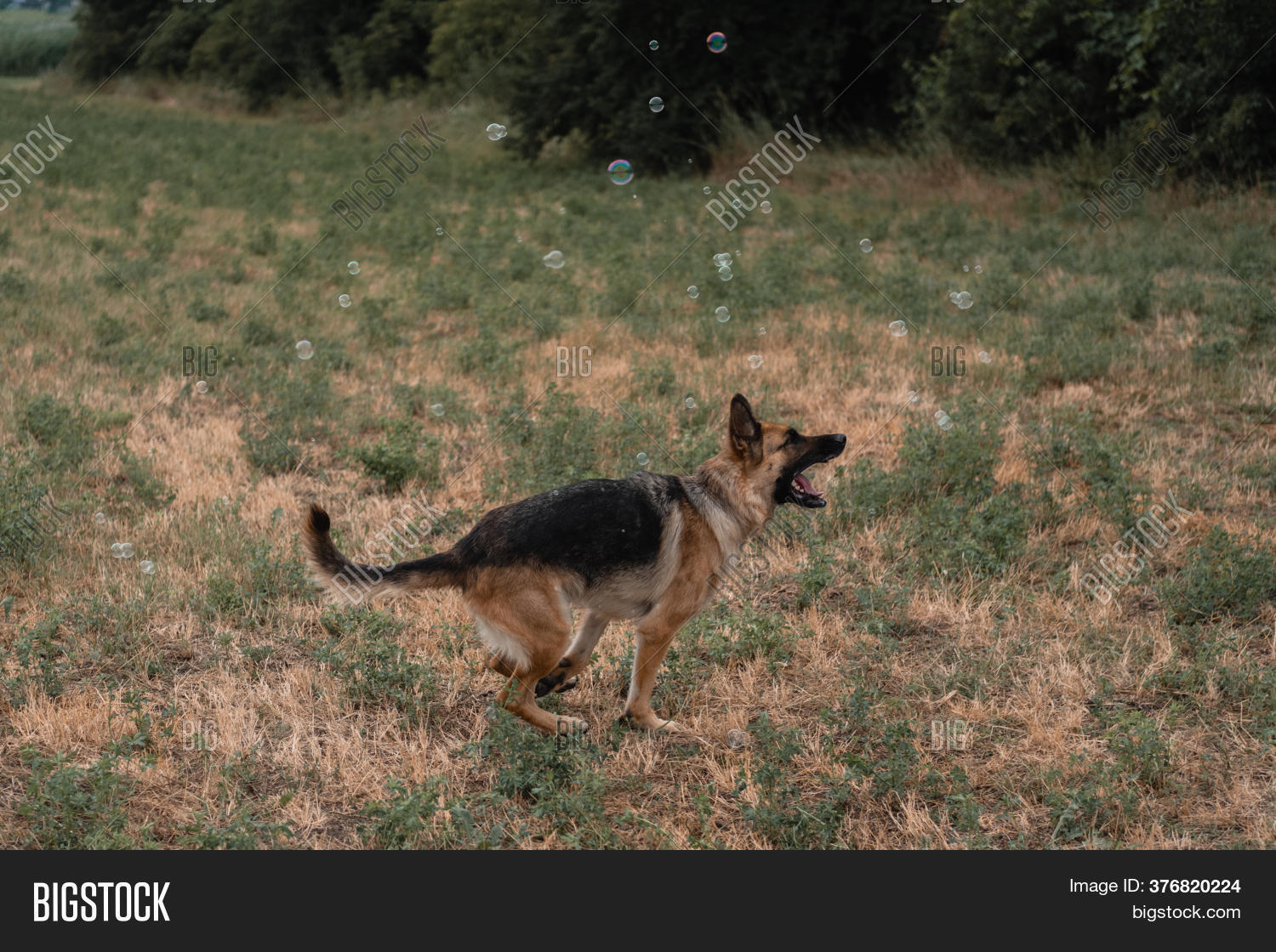 German Shepherd Plays Image & Photo (Free Trial) | Bigstock