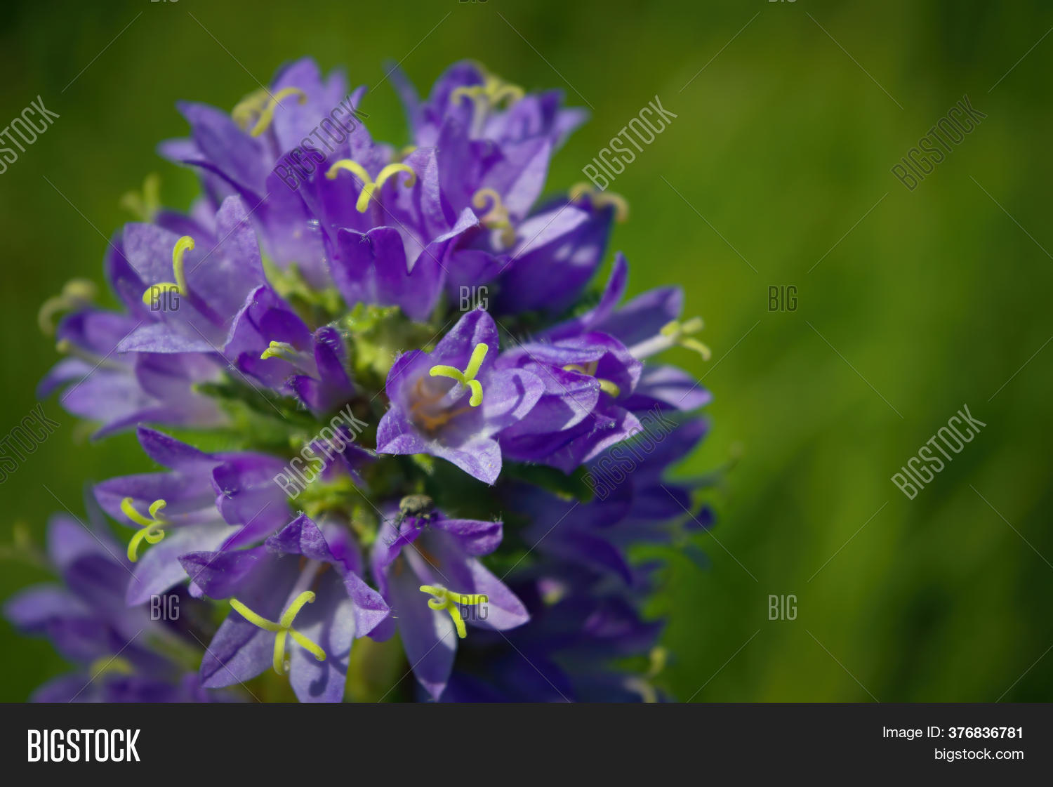 Prunella Vulgaris Image & Photo (Free Trial) | Bigstock