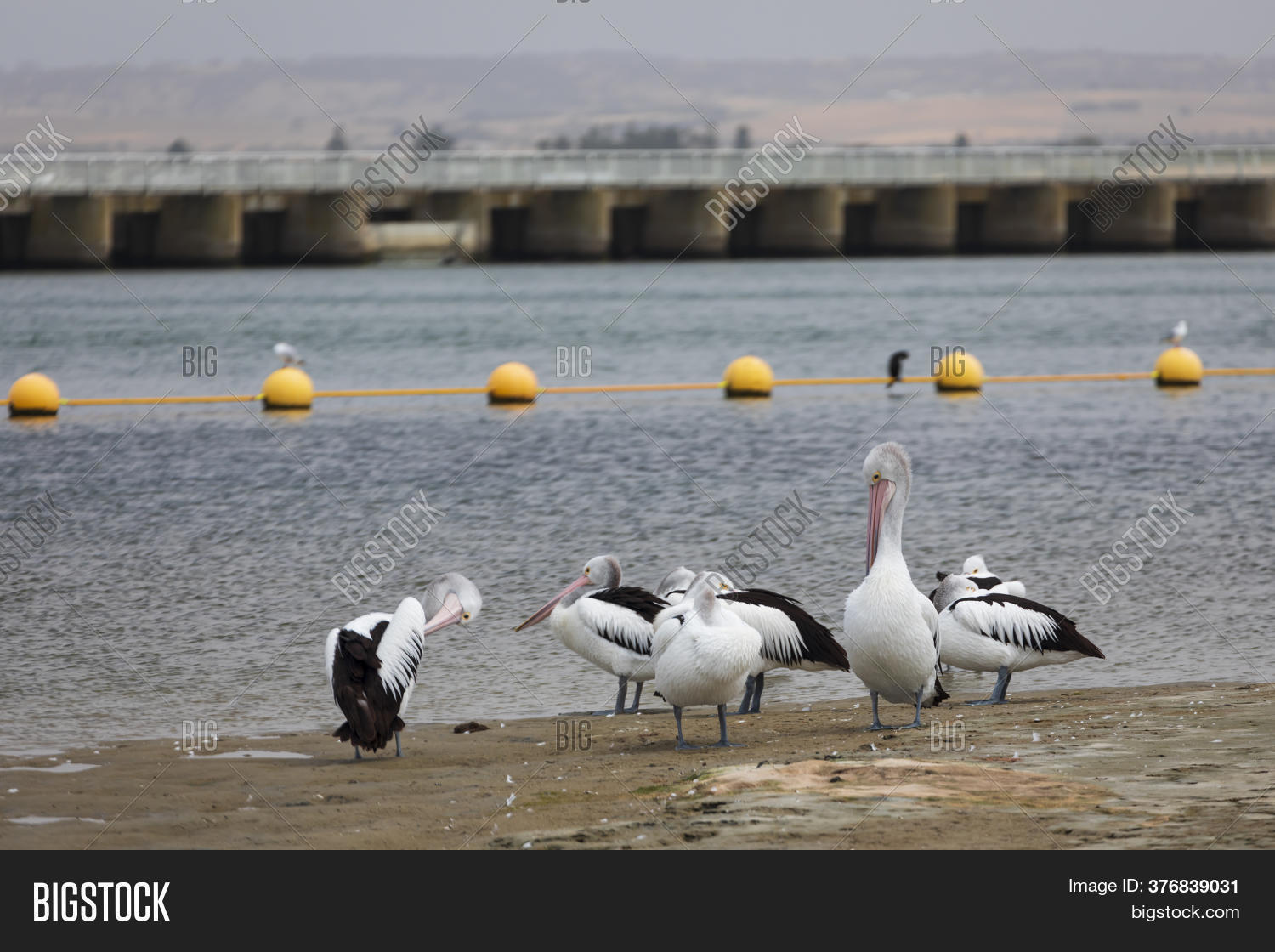 Flock Pelicans Sitting Image & Photo (Free Trial) | Bigstock