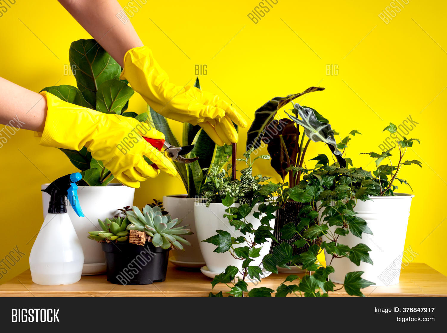 Womens Hands Take Care Image & Photo (Free Trial) | Bigstock