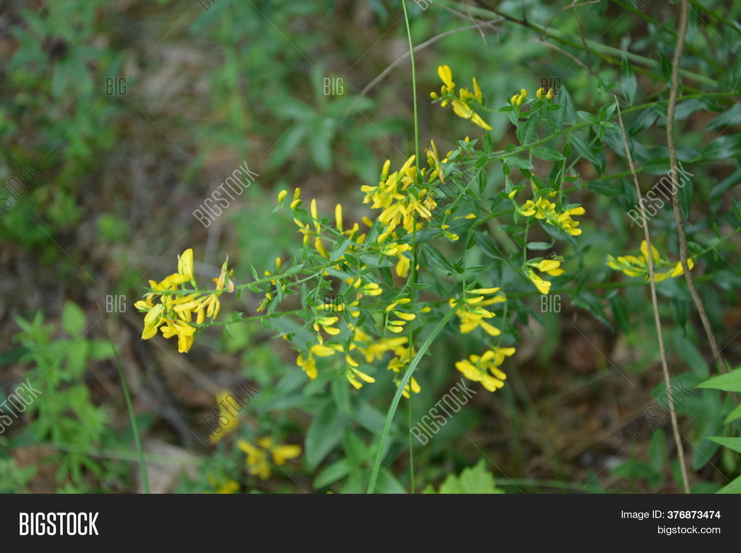 Flowers Yellow Genista Image & Photo (Free Trial) | Bigstock