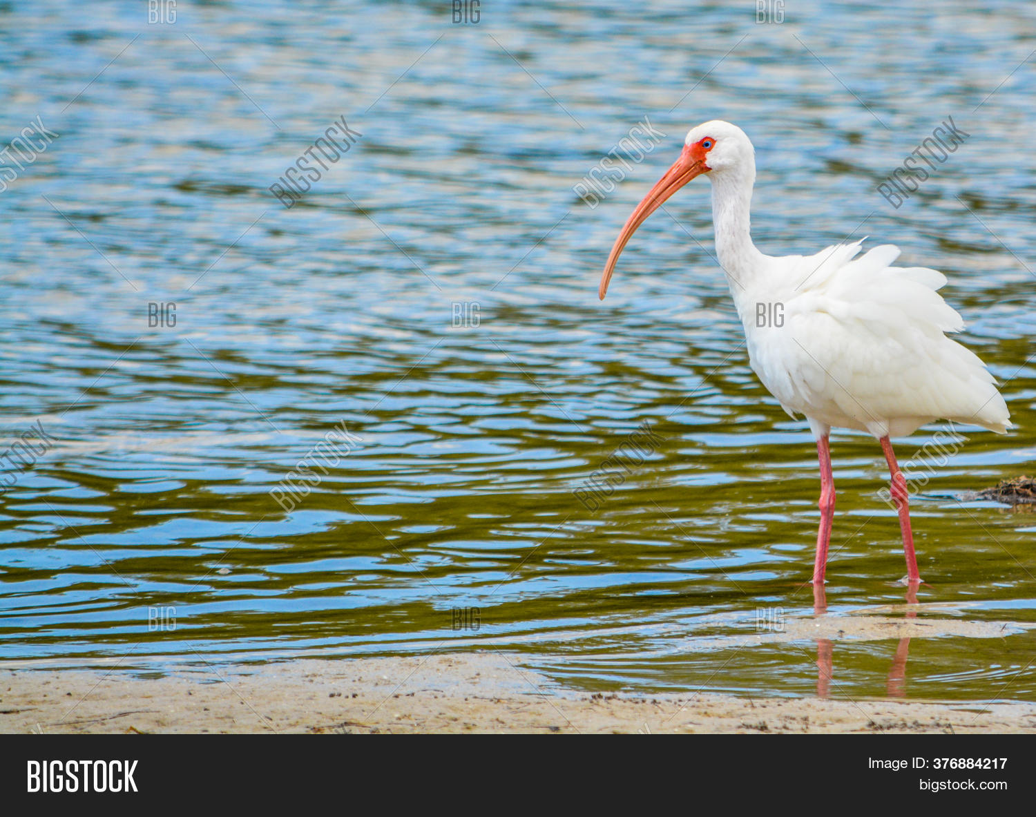 American White Ibis ( Image & Photo (Free Trial) | Bigstock