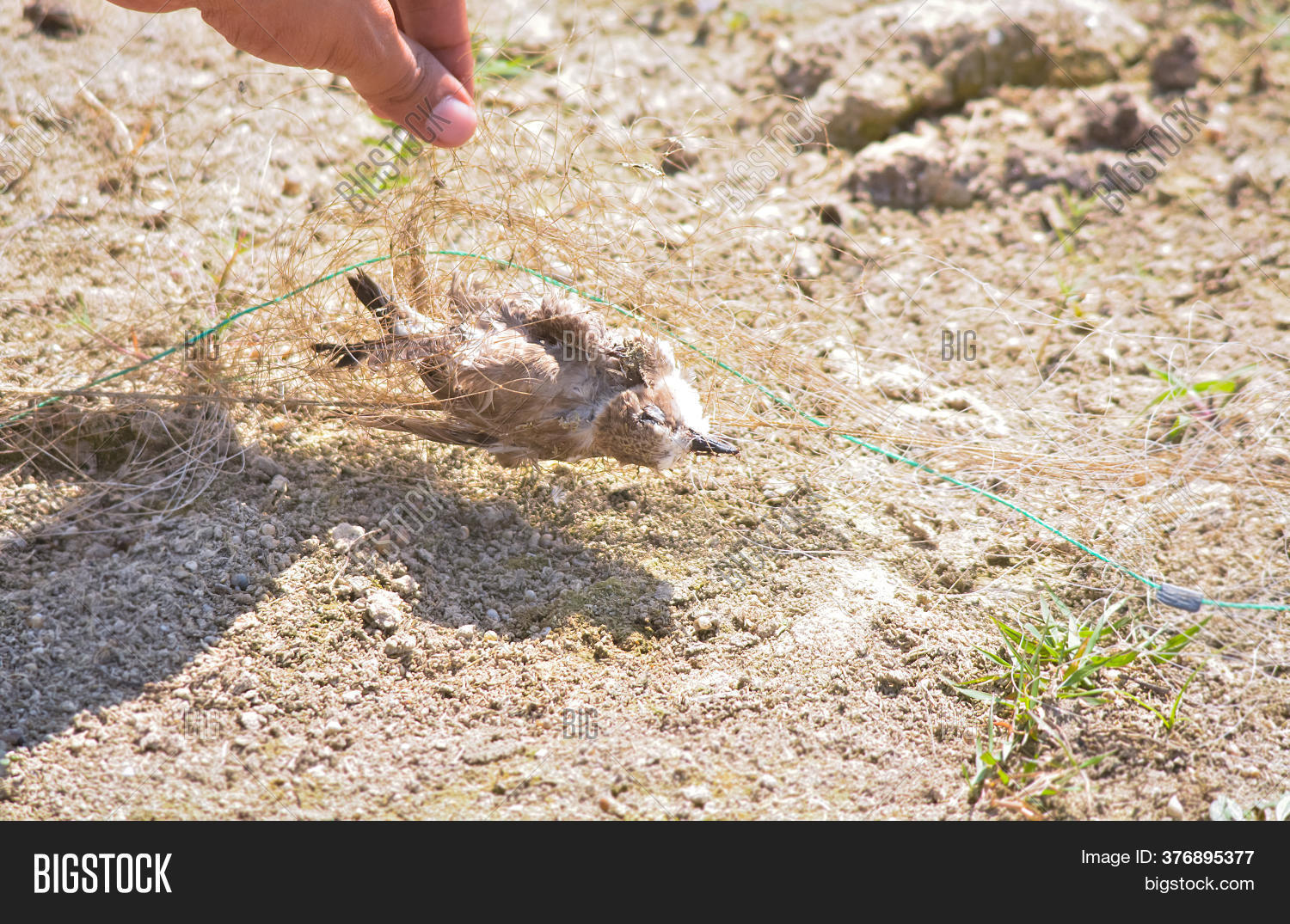 Bird Had Entangled Image & Photo (Free Trial) | Bigstock