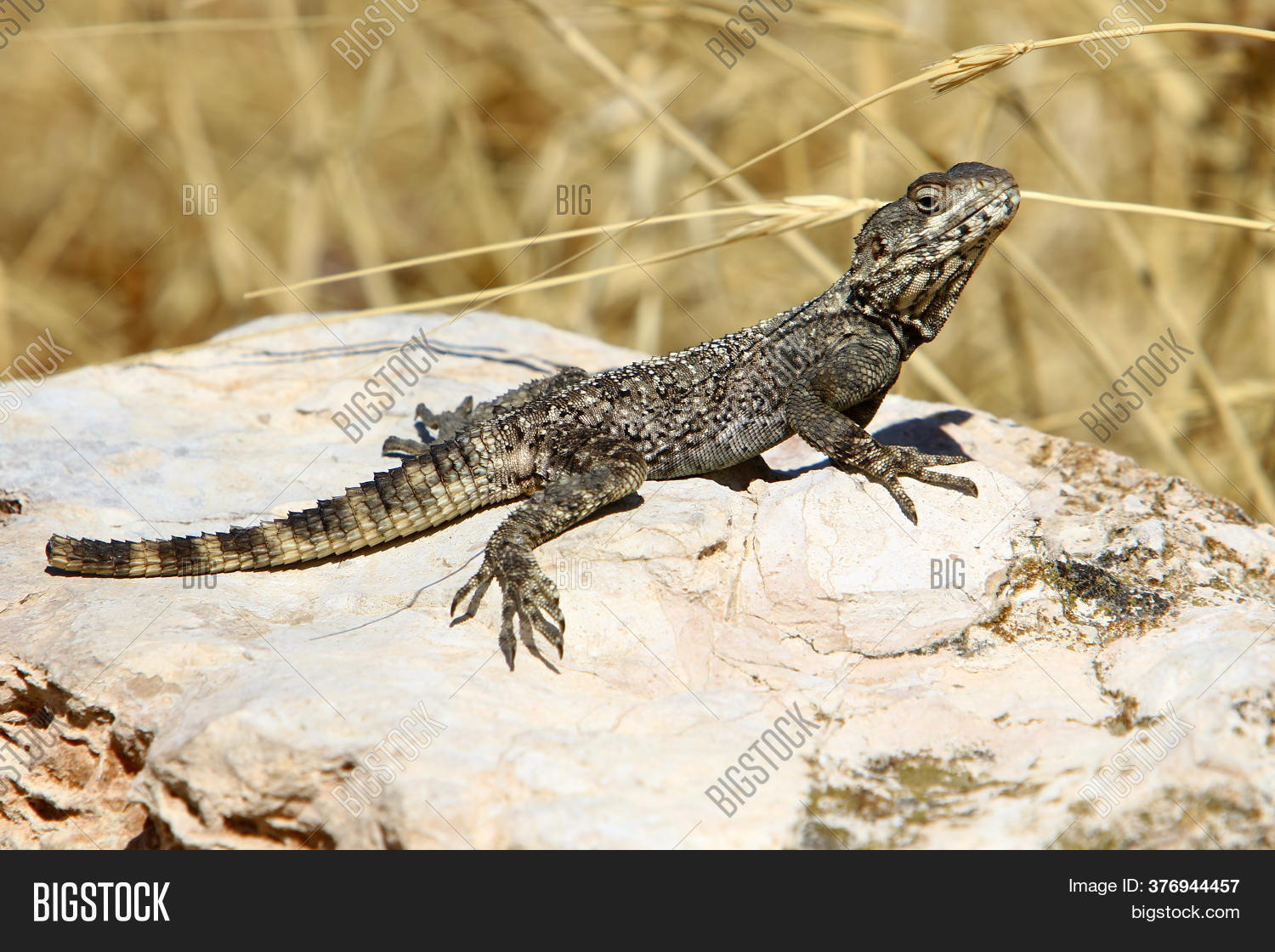Lizard Sits On Hot Image & Photo (Free Trial) | Bigstock