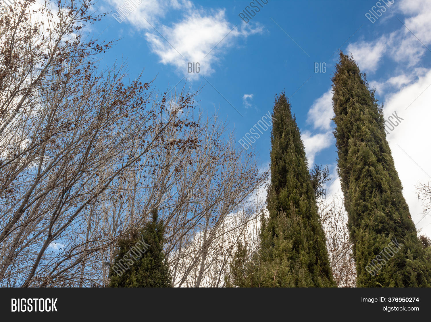 Pointed Cedar Trees Image & Photo (Free Trial) | Bigstock