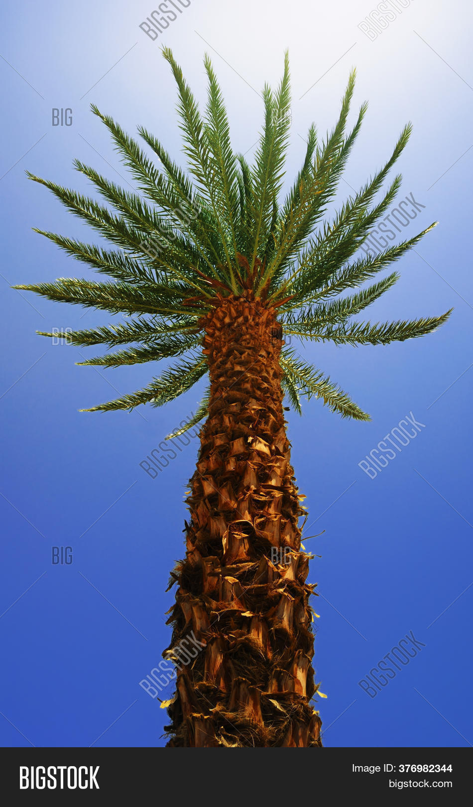Bottom View Palm Tree Image & Photo (Free Trial) | Bigstock