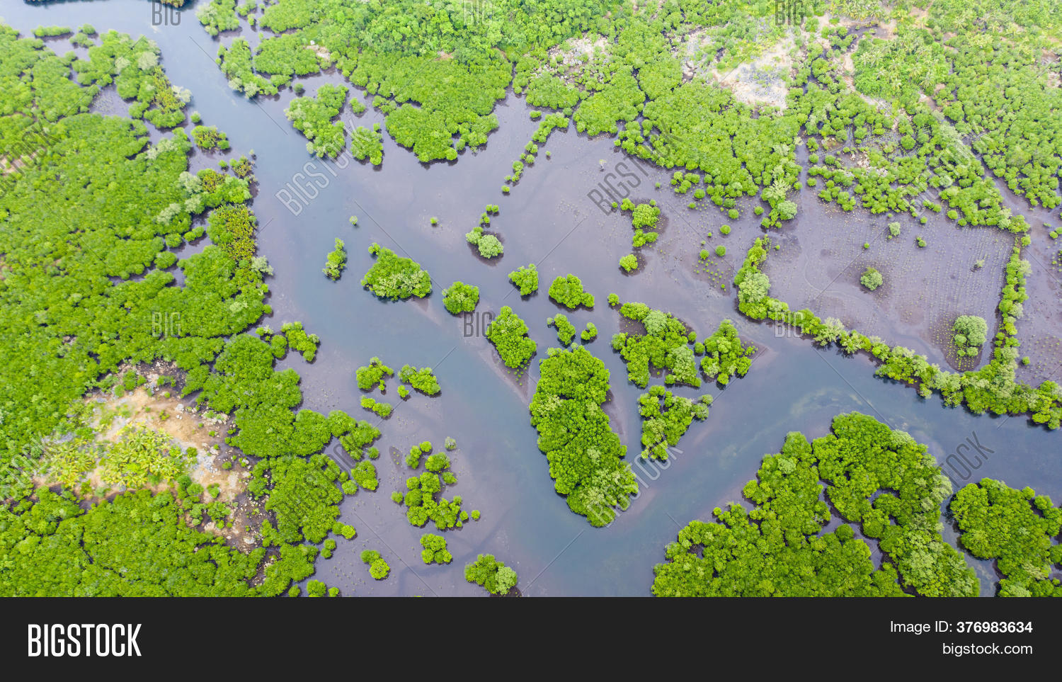 Mangrove Forests Image & Photo (Free Trial) | Bigstock
