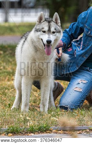 Hostess Combs Wool Image & Photo (Free Trial) | Bigstock